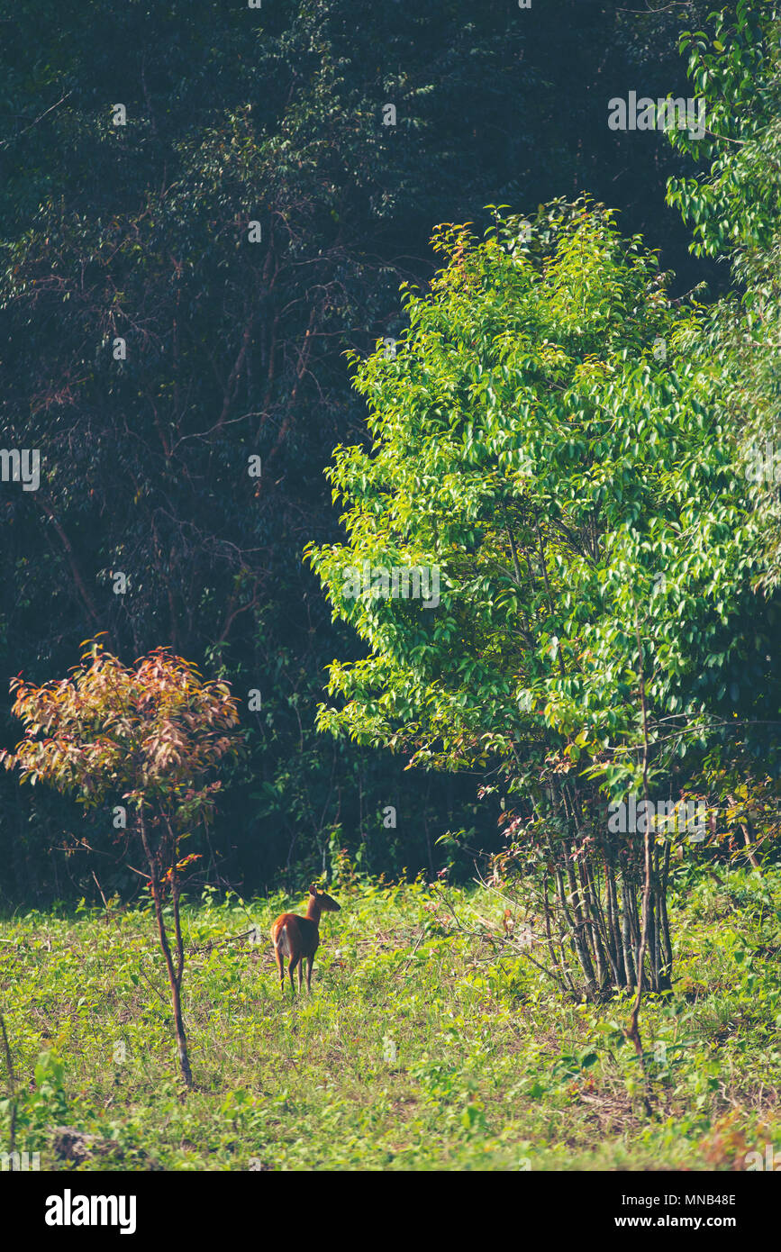 barking deer in tropical forest Stock Photo - Alamy