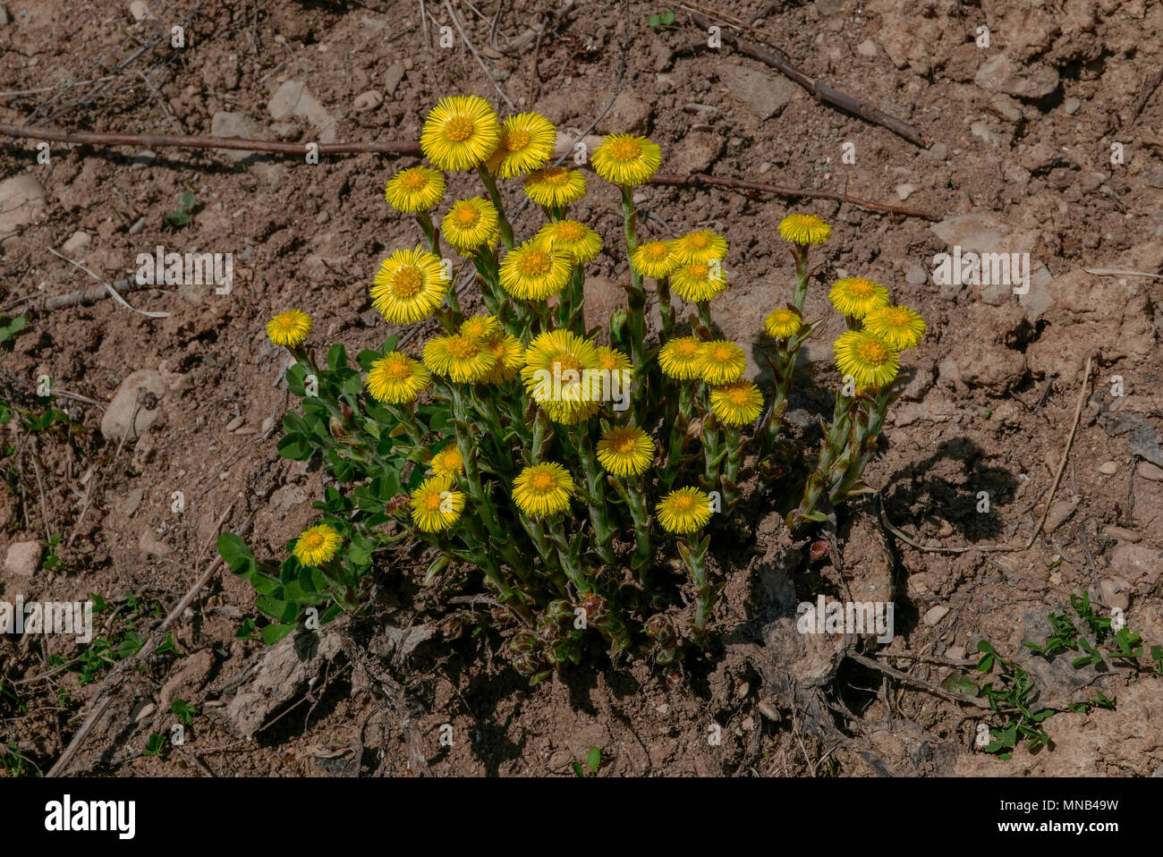 Colorful spring flowers in harsh coastal environment Stock Photo - Alamy