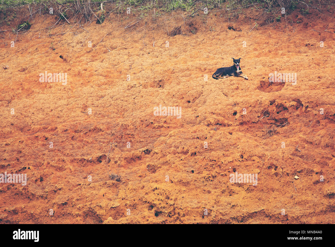 single alone dog Stock Photo - Alamy