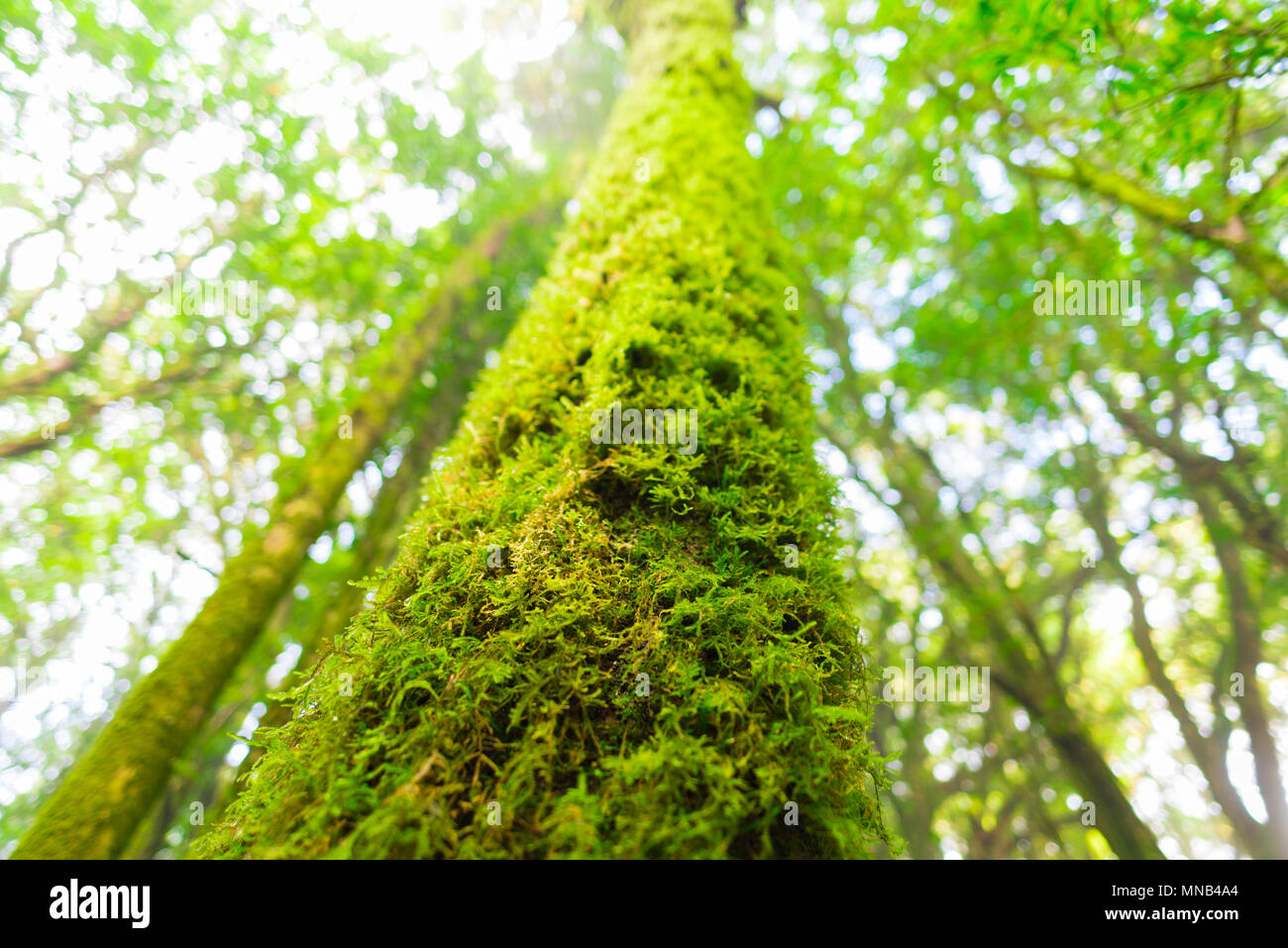 forest trees. nature green wood backgrounds Stock Photo - Alamy