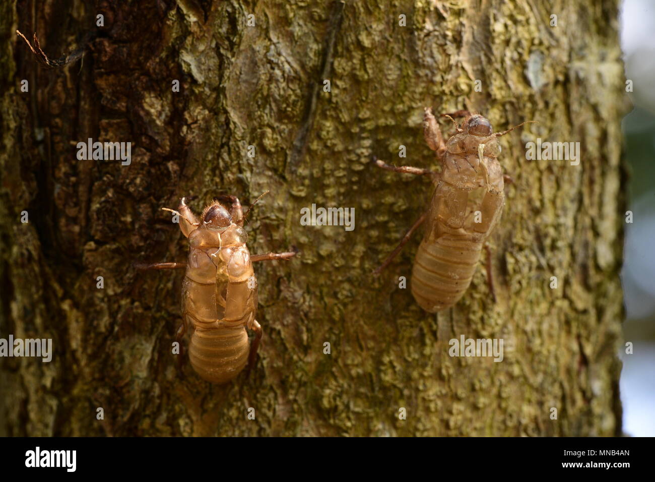 Beautiful nature scene macro cicada molting. Showing of eyes and wing ...