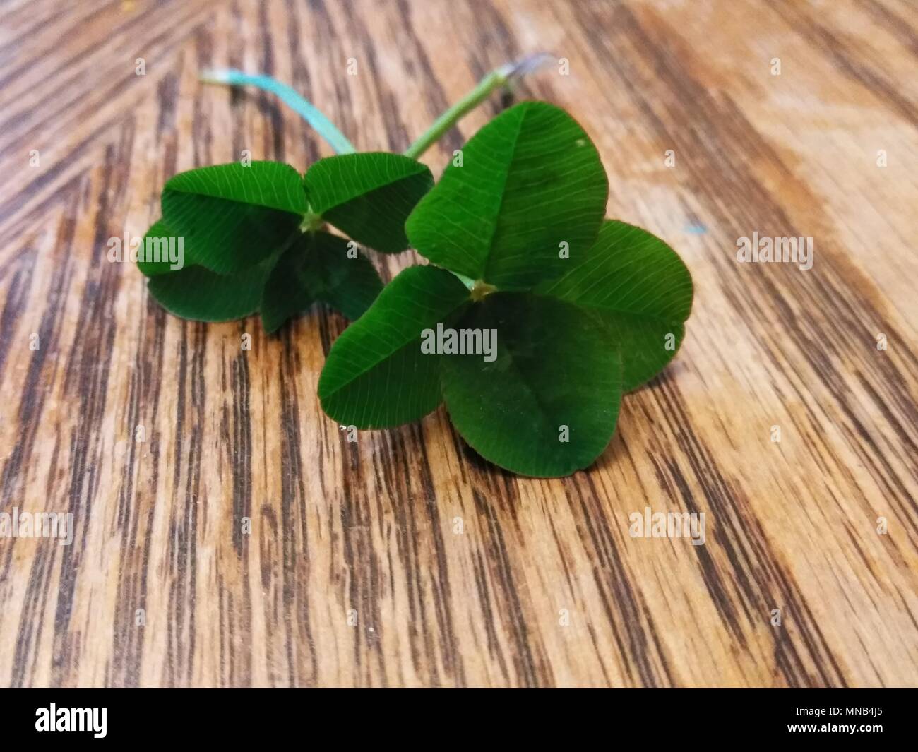 Four leaf clover hi-res stock photography and images - Alamy