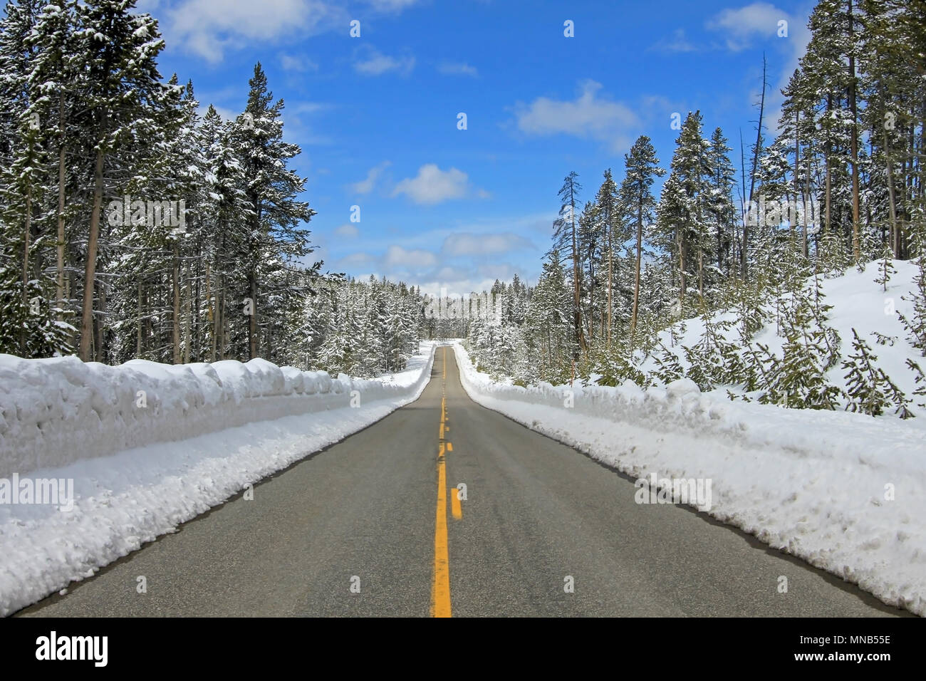 South Entrance Road trough Yellowstone National Park, spring season ...