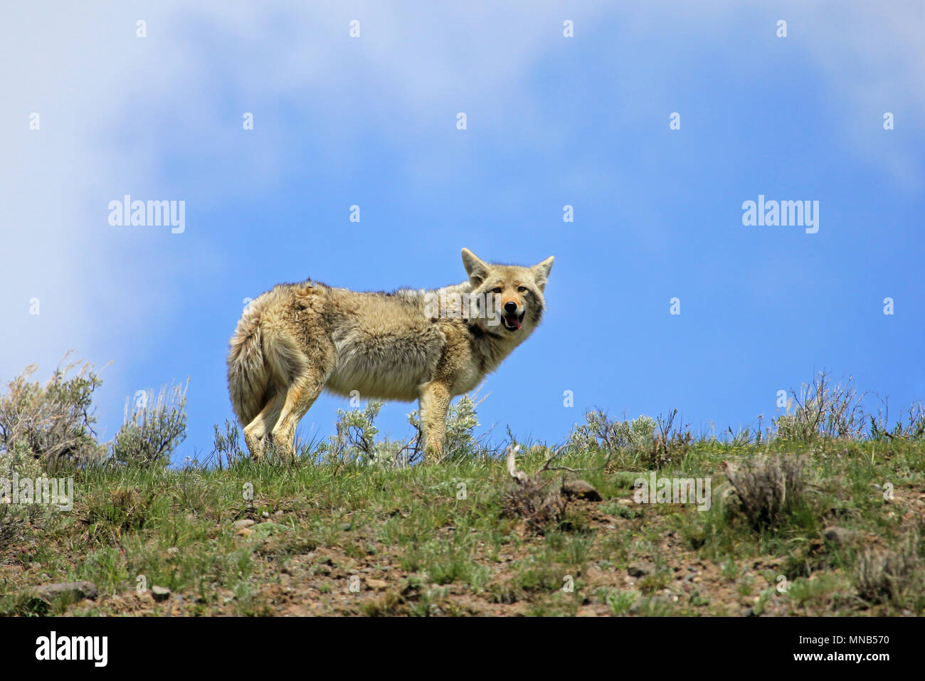 Allears hi-res stock photography and images - Alamy