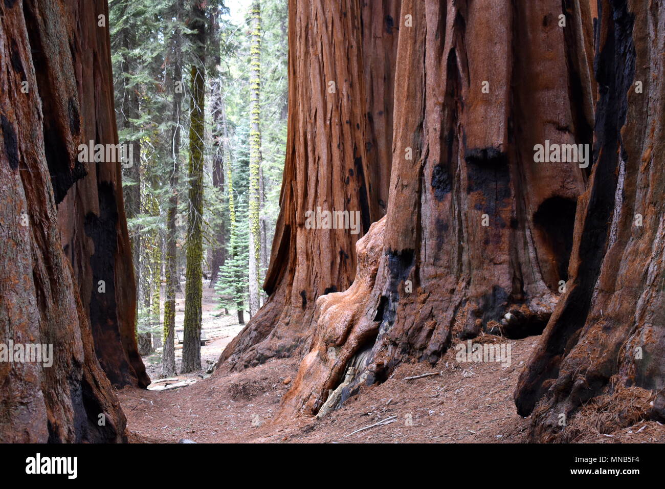 Sequoias forest hi-res stock photography and images - Alamy