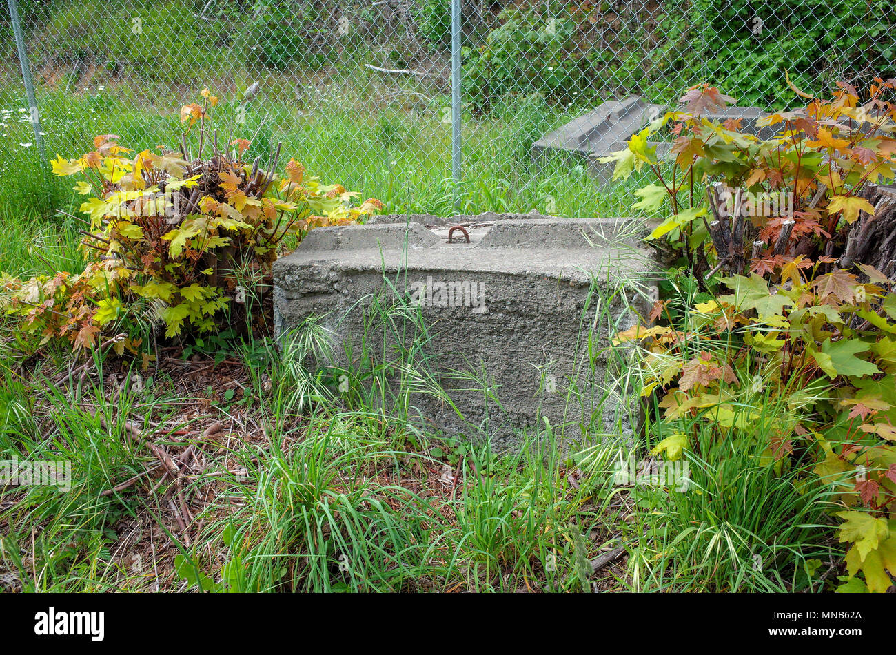 Native Maple Stump Acer macrophylum Stock Photo - Alamy