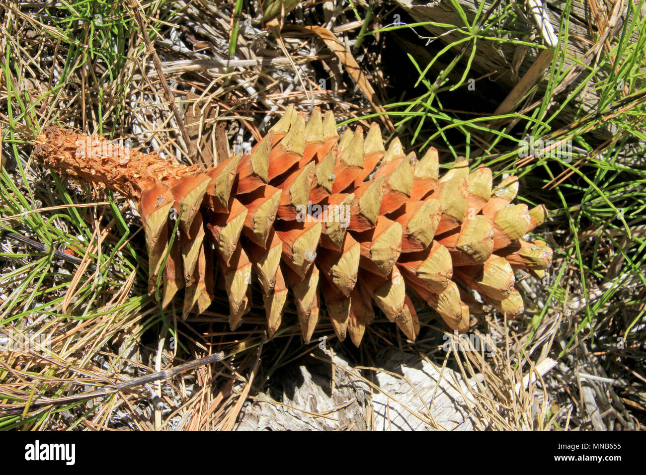 Giant pine cone hi-res stock photography and images - Alamy