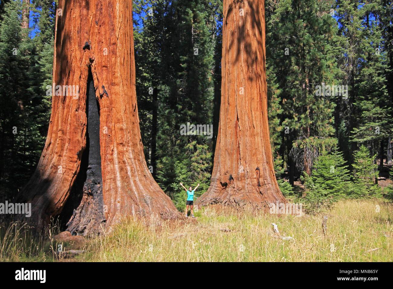 Giant sequoia trees in Sequoia National Park, California Stock Photo ...