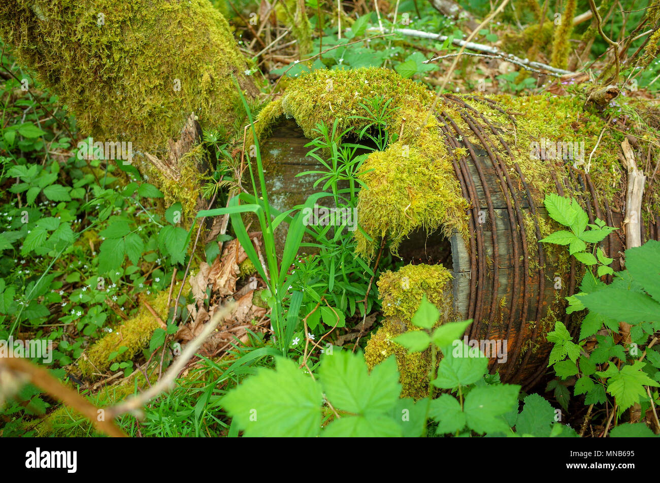 Old wooden pipe with moss Stock Photo - Alamy