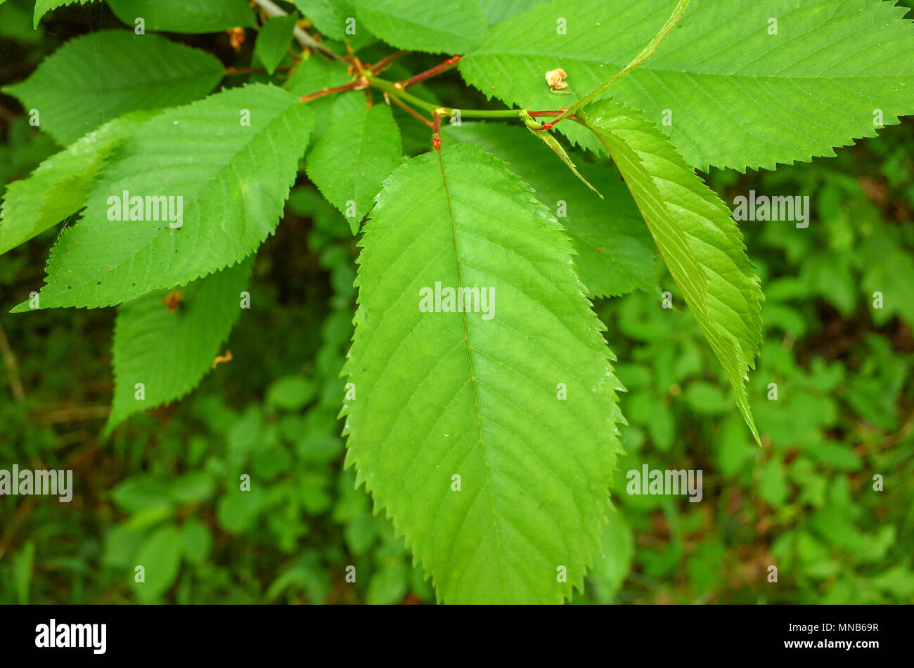 Native cherry hi-res stock photography and images - Alamy