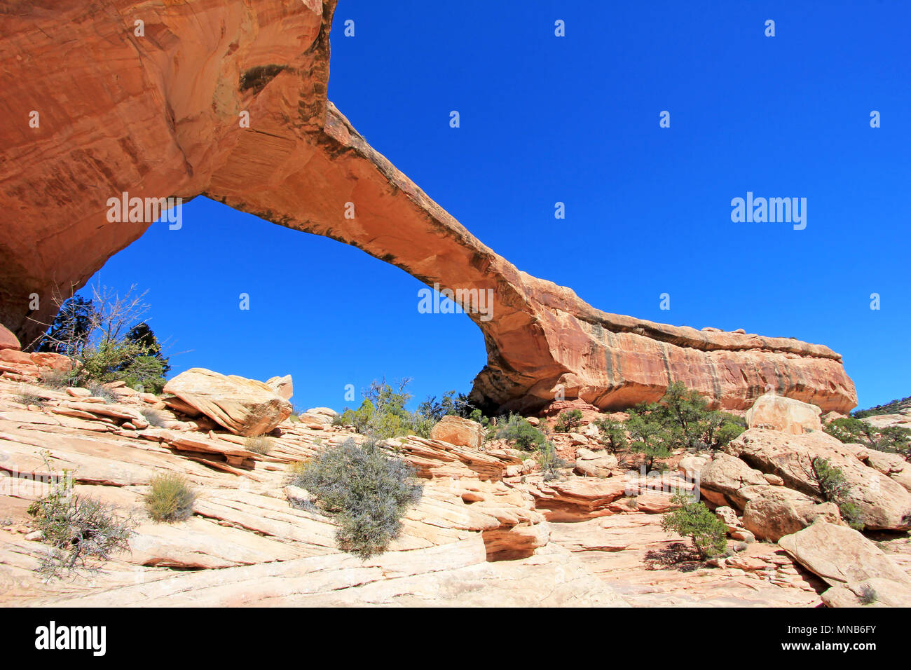 Owachomo bridge or arch in Natural Bridges National Monument, USA Stock ...