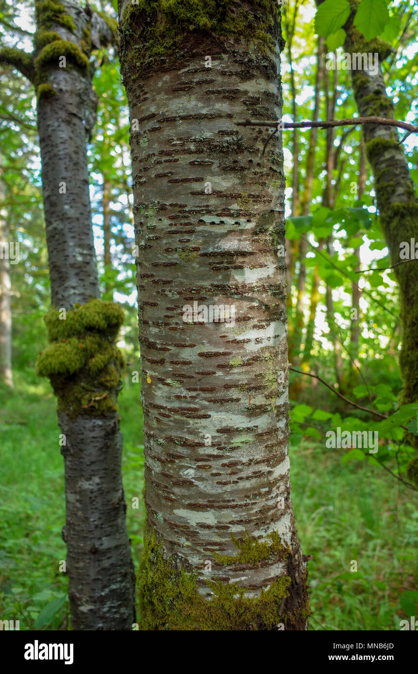 Native wild cherry tree in Washington State USA Stock Photo - Alamy