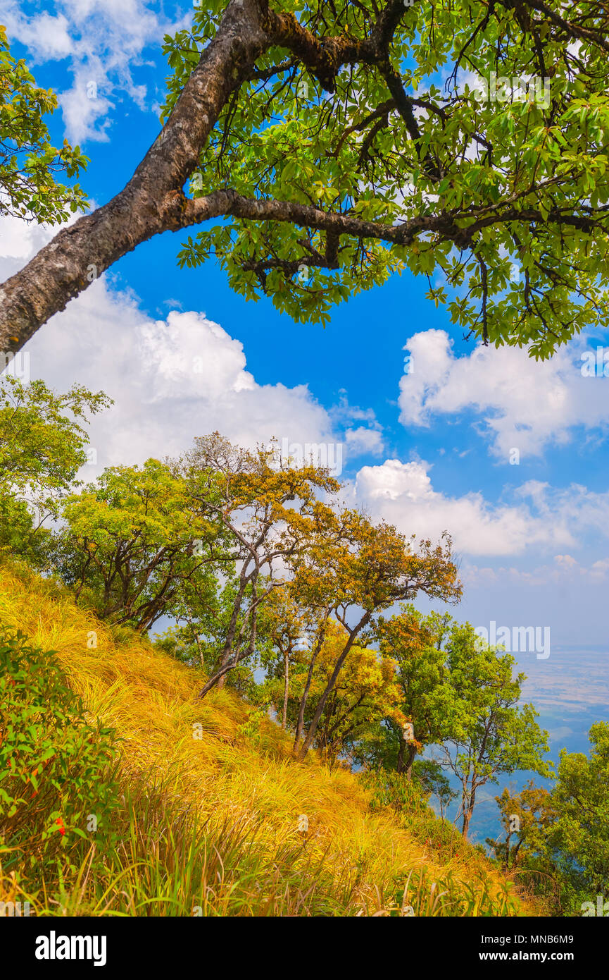 Branch of tree on mountain with beautiful clouds and blue sky Stock ...