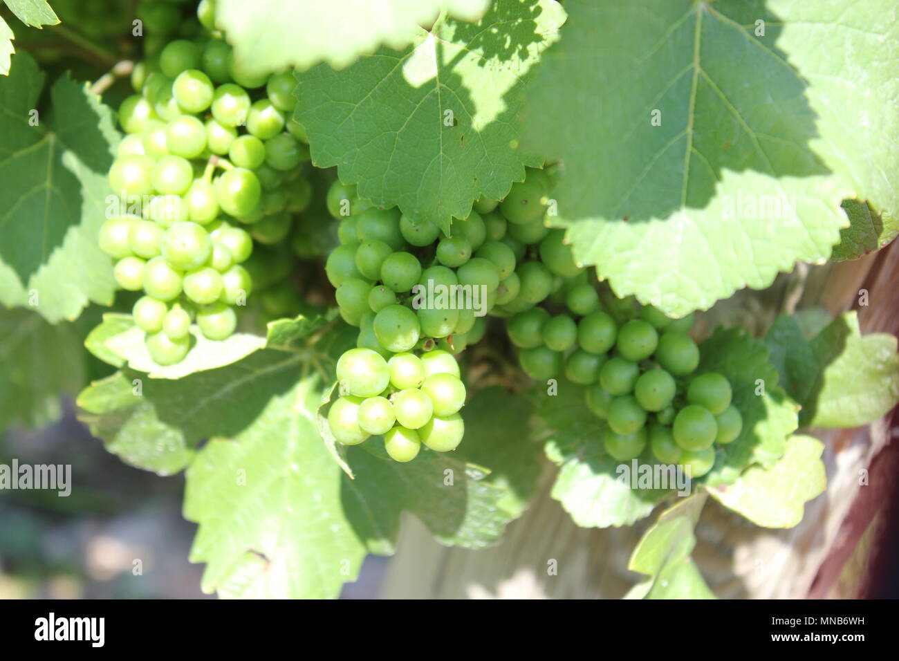 Grape tasting strains hi-res stock photography and images - Alamy