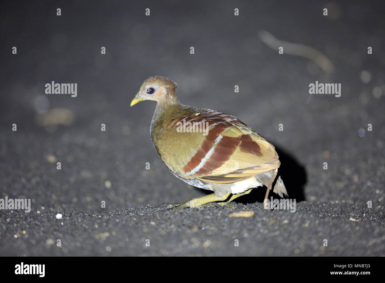 Moluccan scrubfowl (Eulipoa wallacei or Megapodius wallacei) in ...