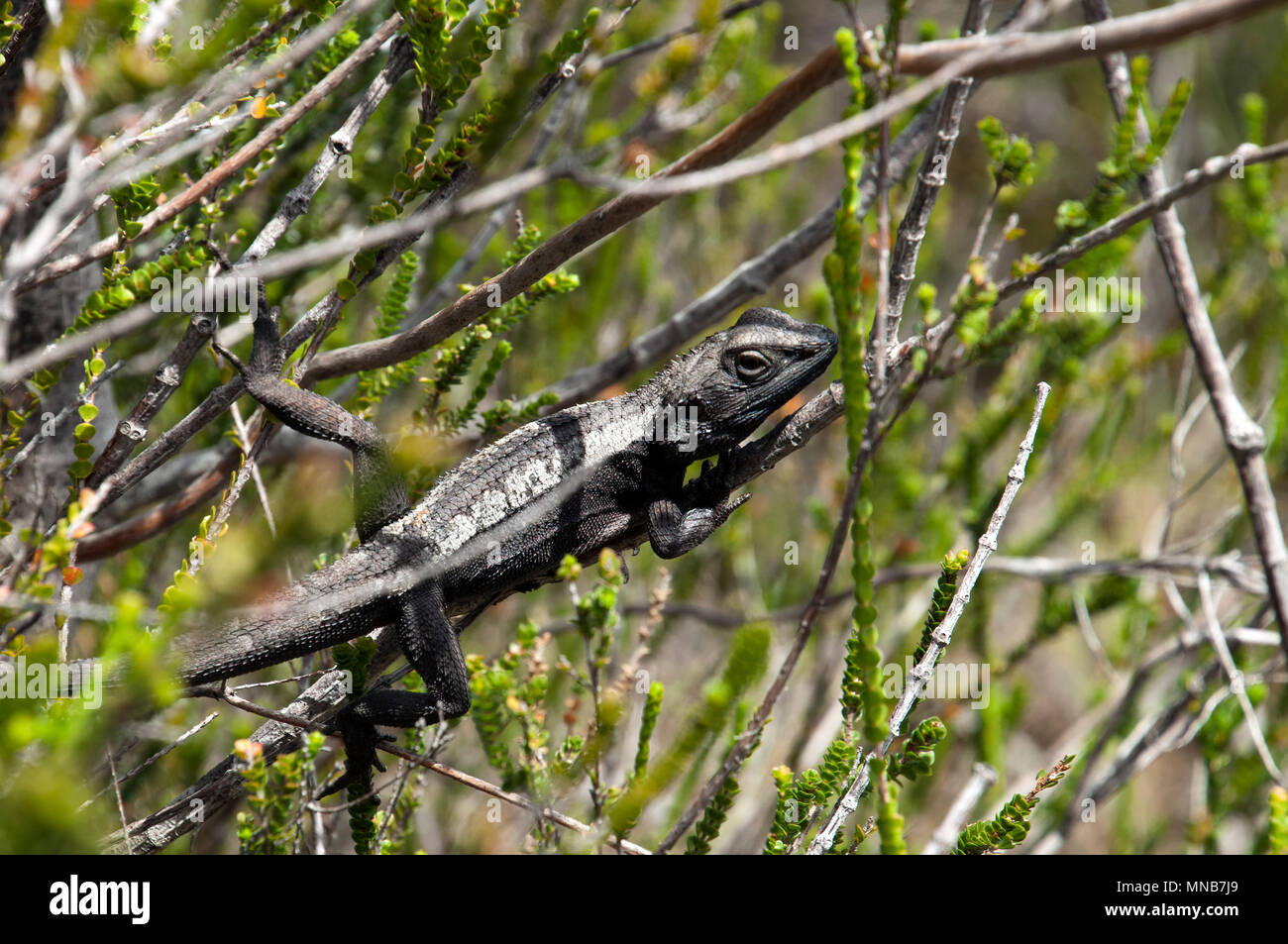 Bundeena Australia, Lizard sunbathing in bush in Royal National Park ...