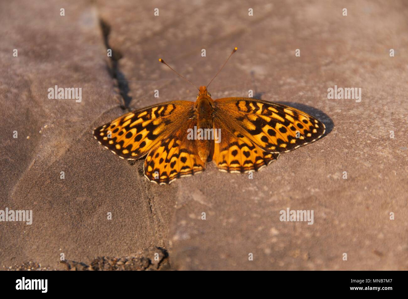 Washington state butterfly hi-res stock photography and images - Alamy