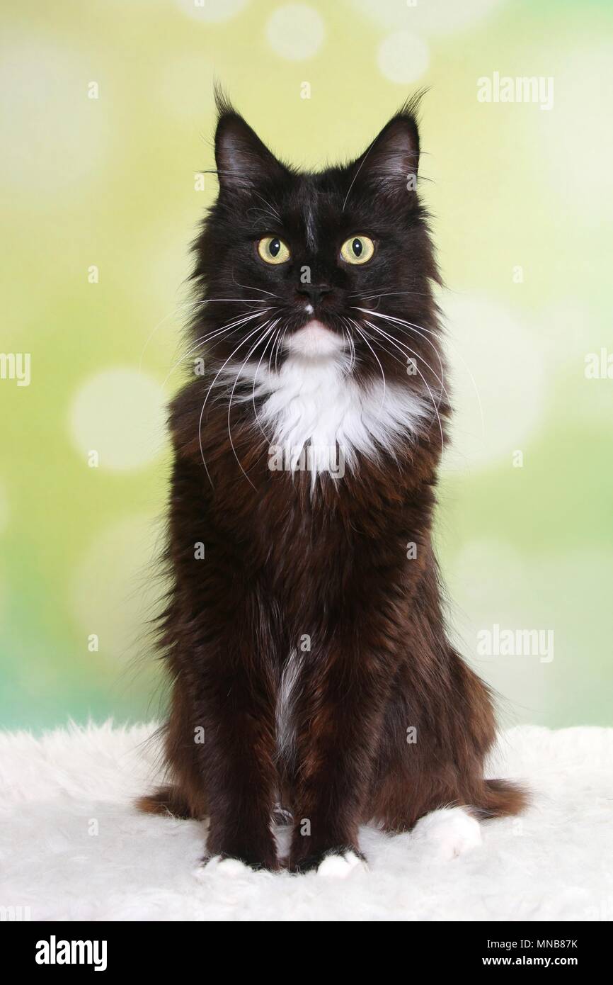 sitting Maine Coon Stock Photo - Alamy