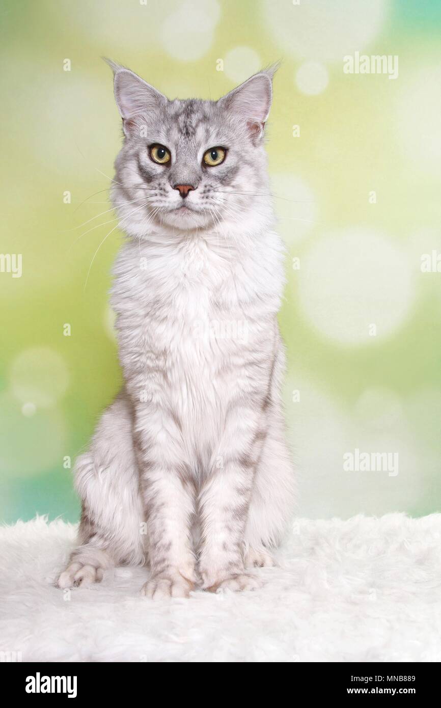 sitting Maine Coon Stock Photo - Alamy