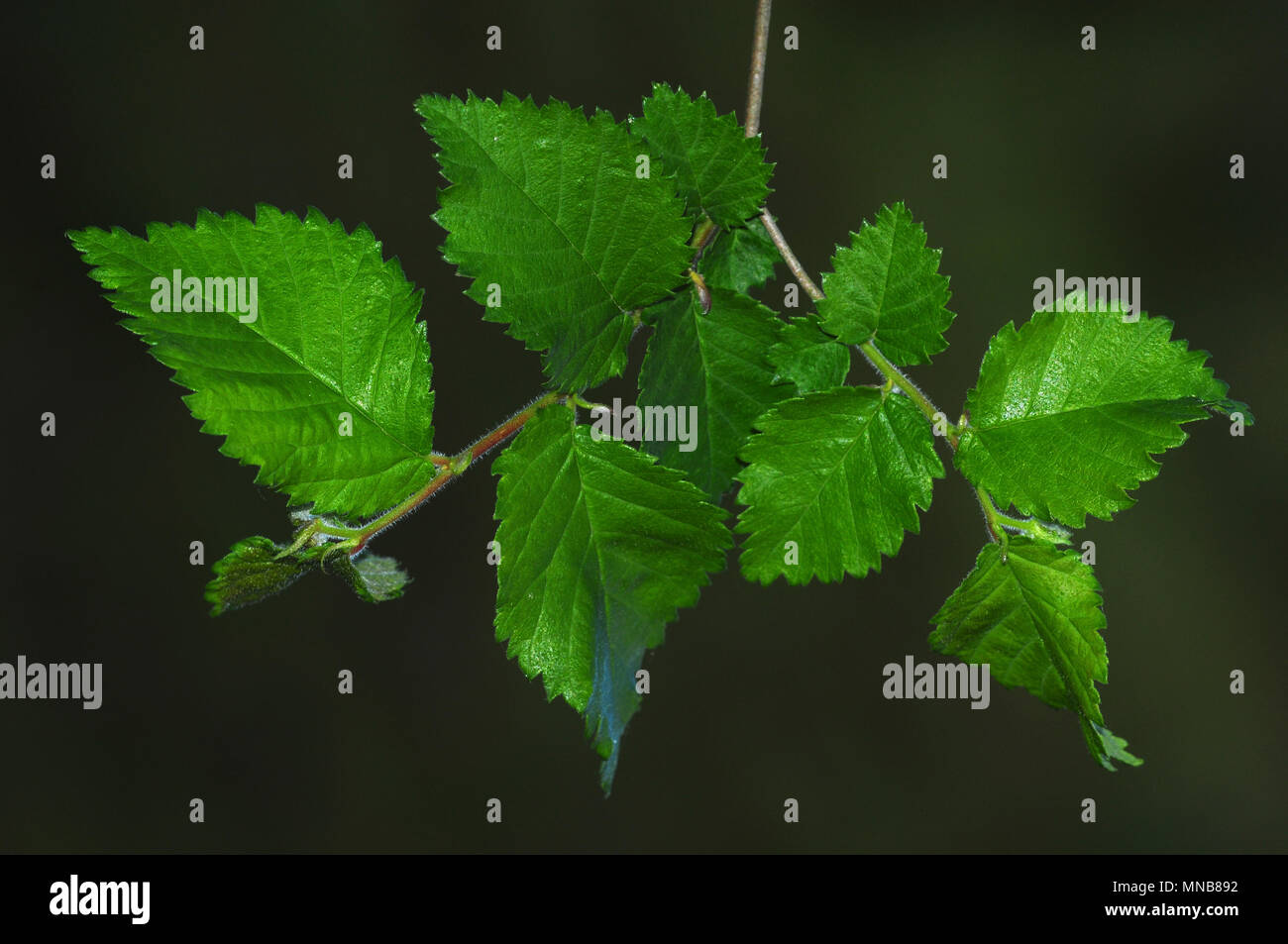 English elm foliage Stock Photo - Alamy