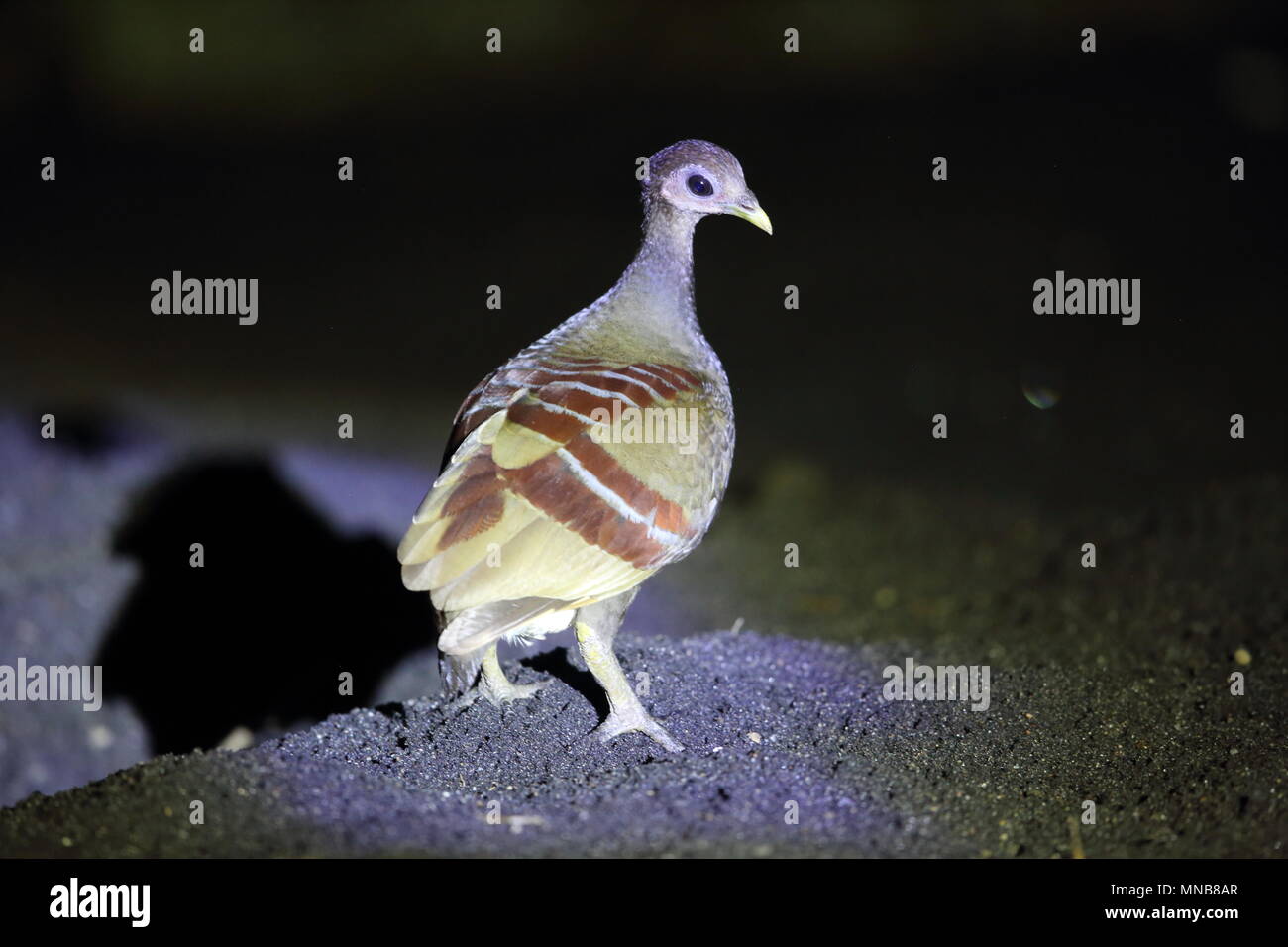Moluccan scrubfowl hi-res stock photography and images - Alamy