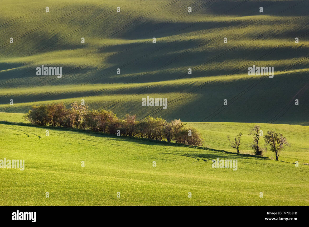 sunset lines and waves with trees in the spring Stock Photo - Alamy