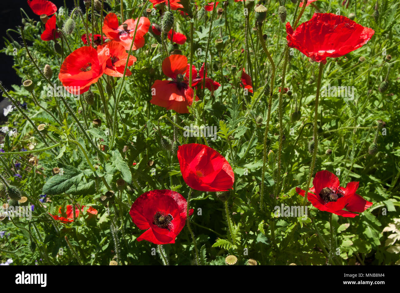 Field of poppies australia hi-res stock photography and images - Alamy