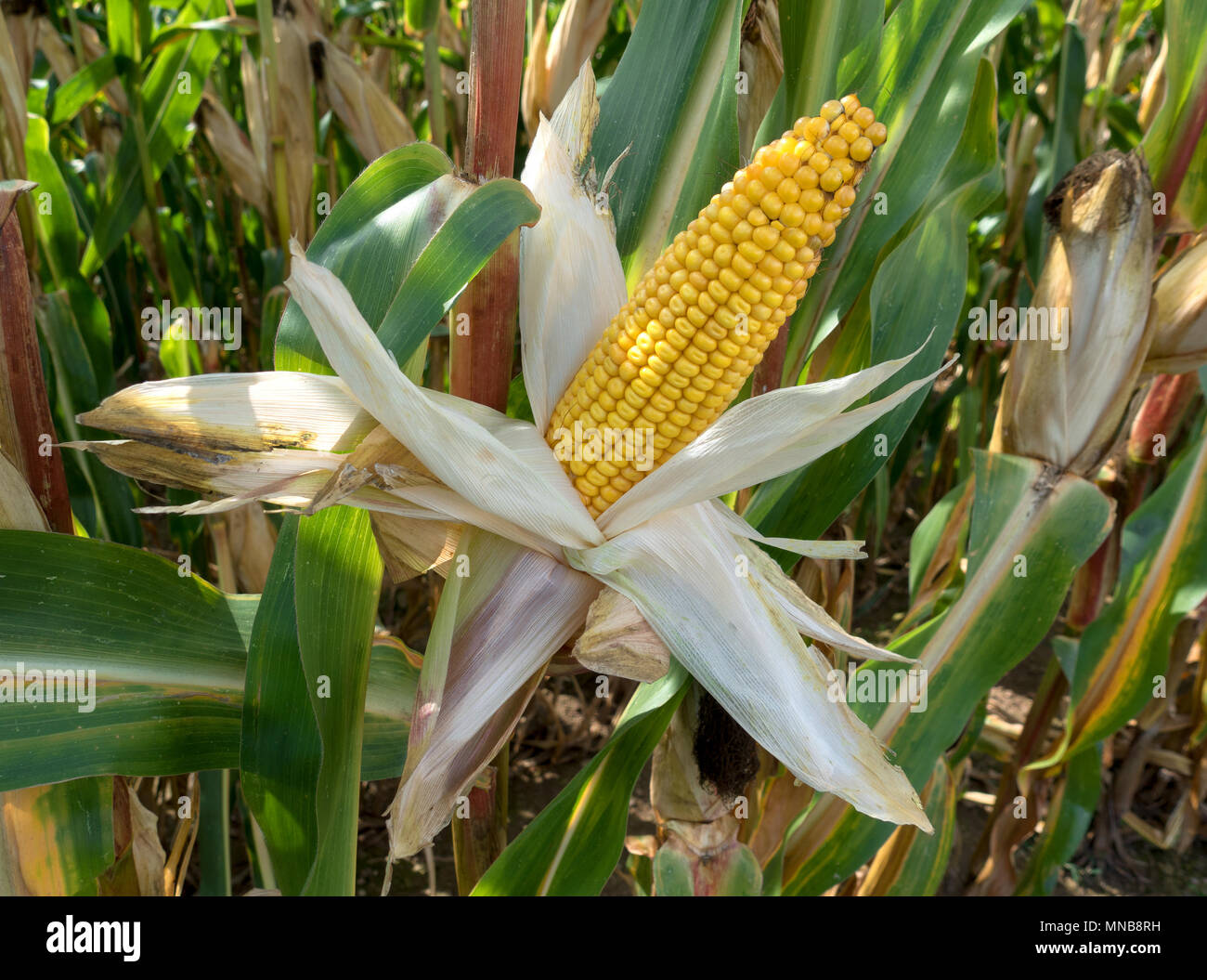 Corncob leaf hi-res stock photography and images - Alamy