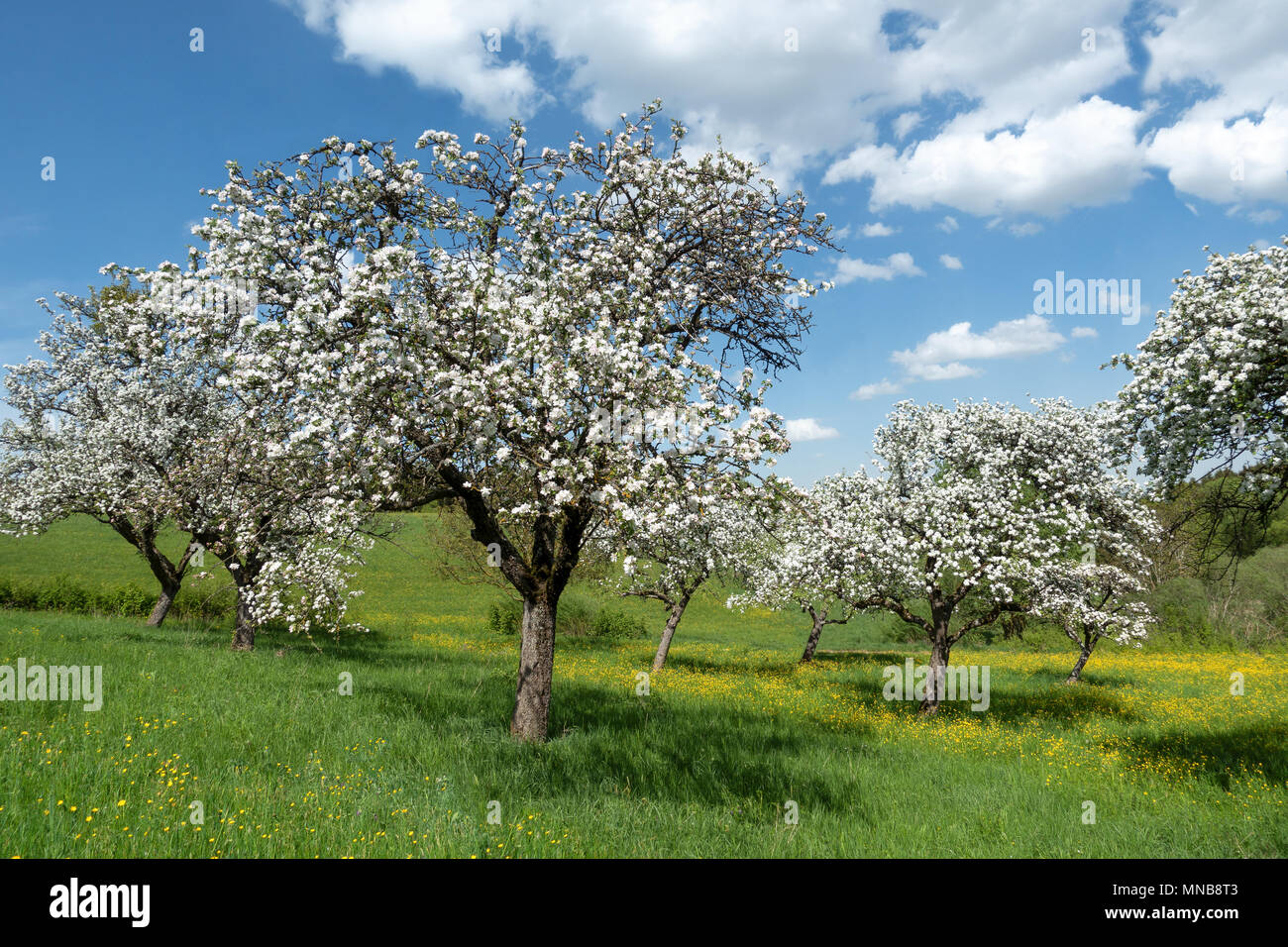 Blooming apple trees in an orchard Stock Photo - Alamy