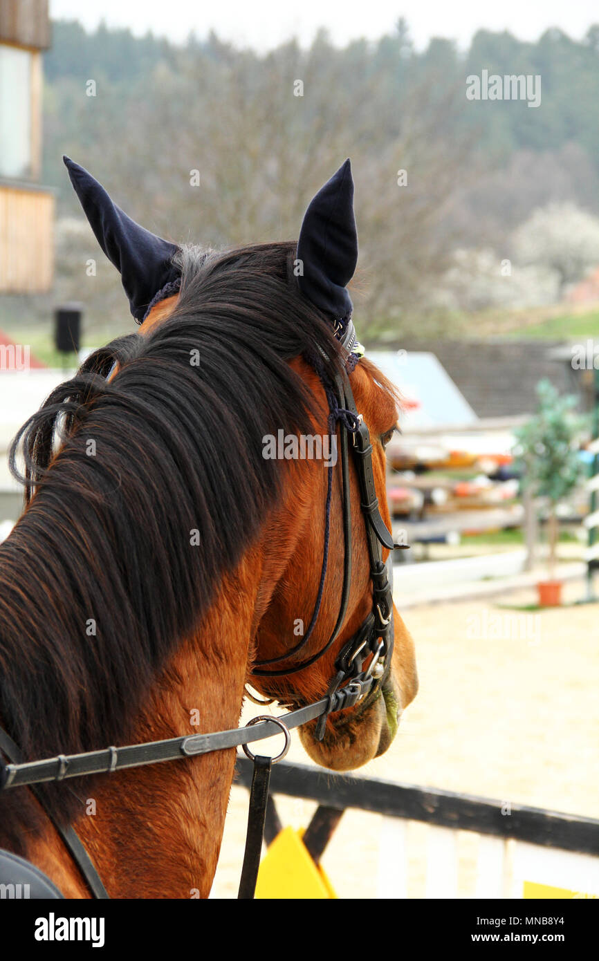 Stallion halter horse hi-res stock photography and images - Alamy