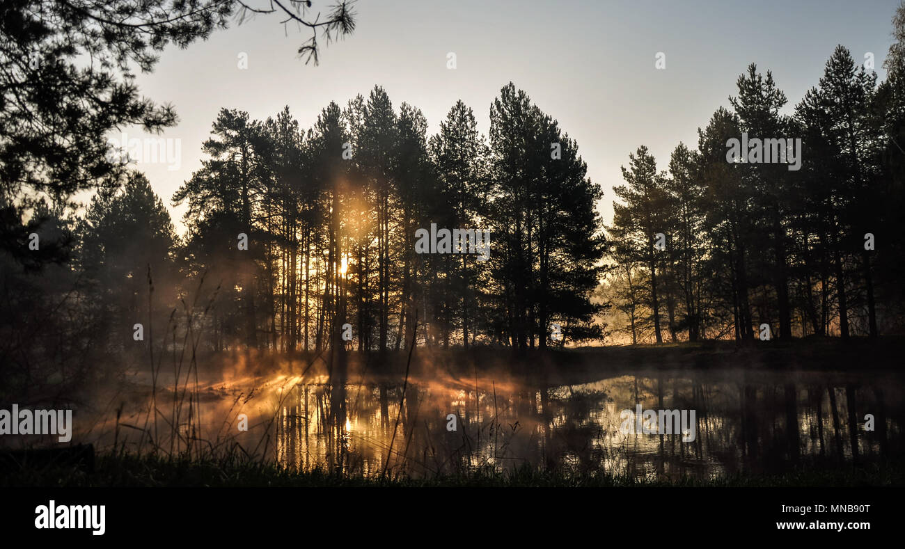Morning in forest with sun rays and a fog from the river Stock Photo ...