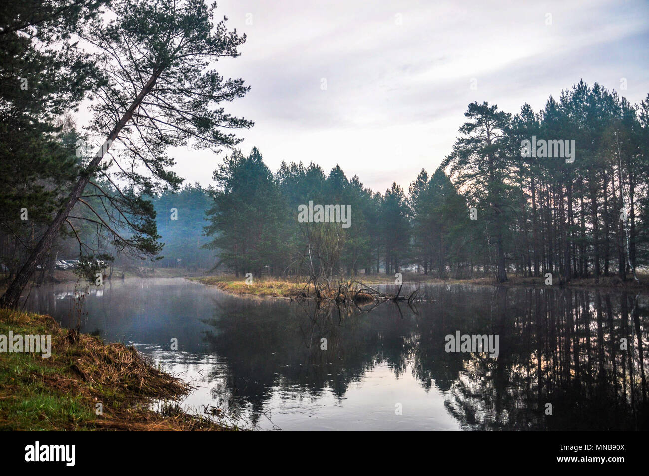 Mysterious morning time in forest Stock Photo - Alamy