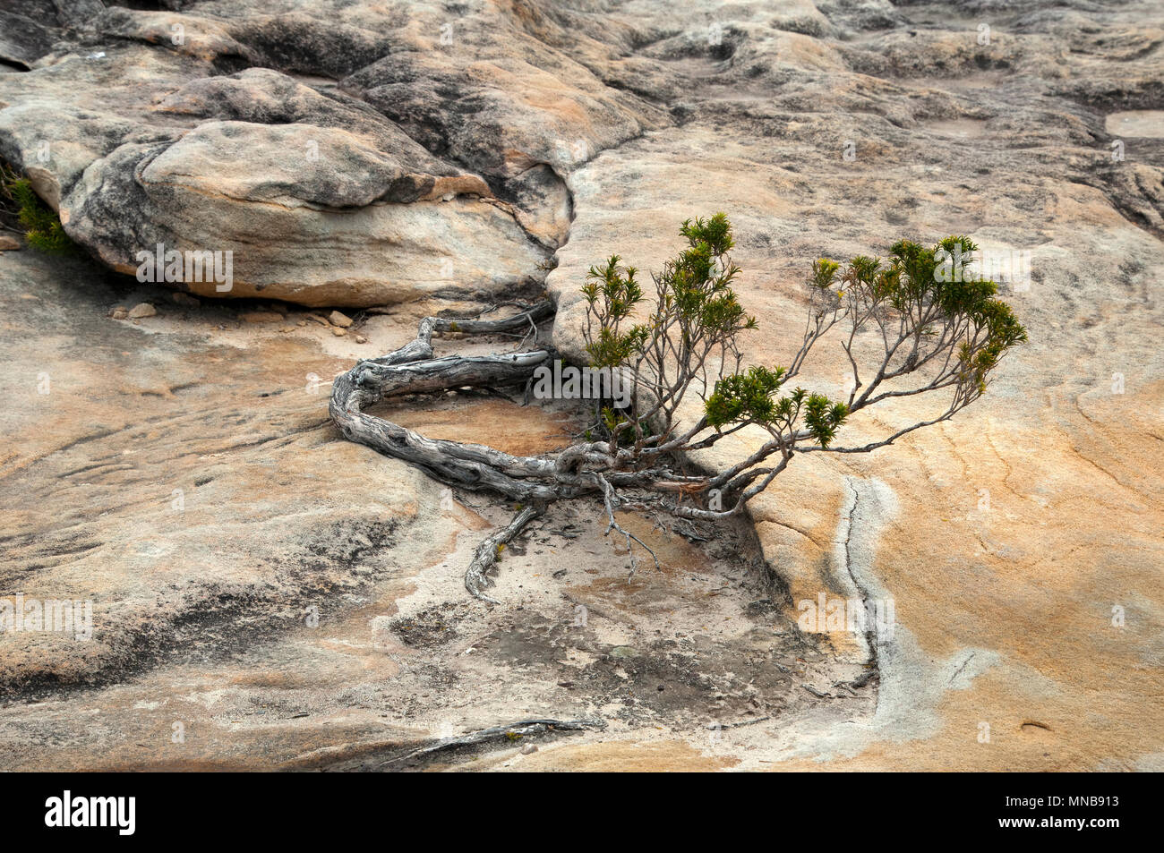 Bonsai tree on cliff hi-res stock photography and images - Alamy