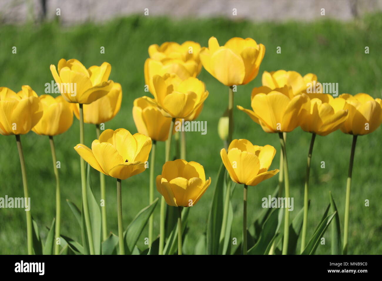 Beautiful yellow flower Stock Photo - Alamy