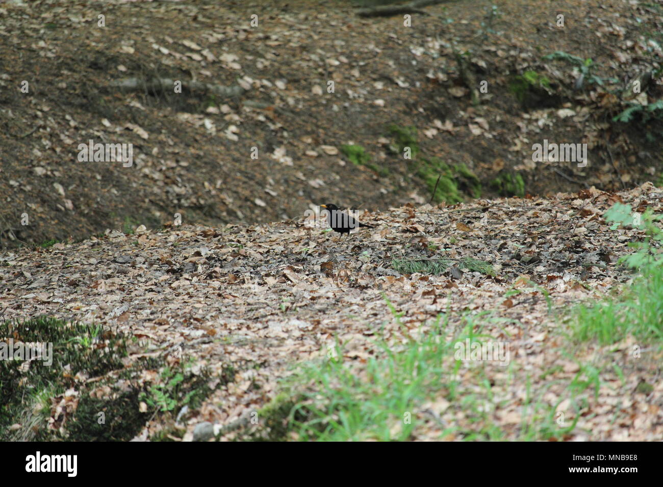 small bird in the distance Stock Photo - Alamy