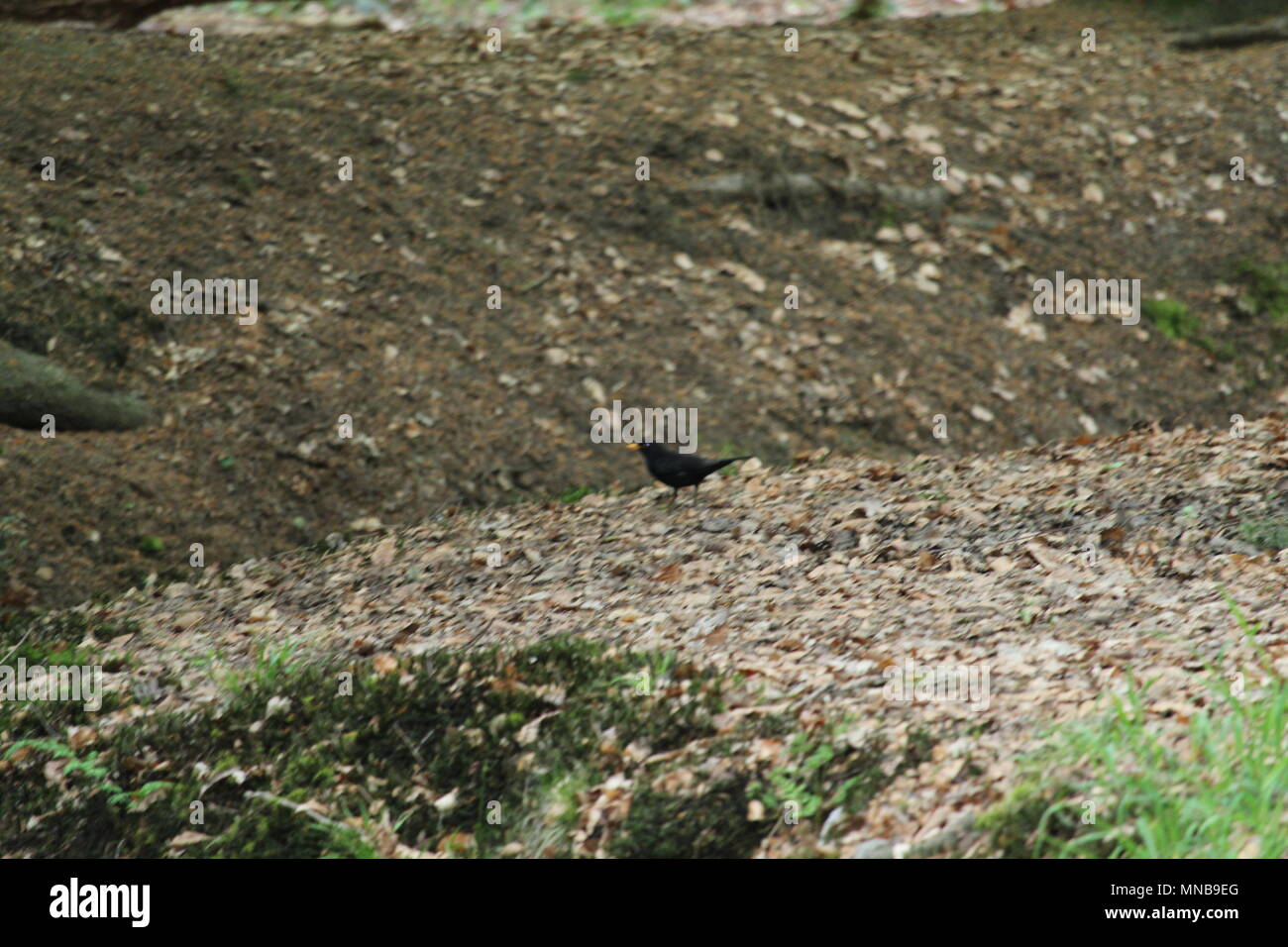 Agriculture wildlife hi-res stock photography and images - Alamy