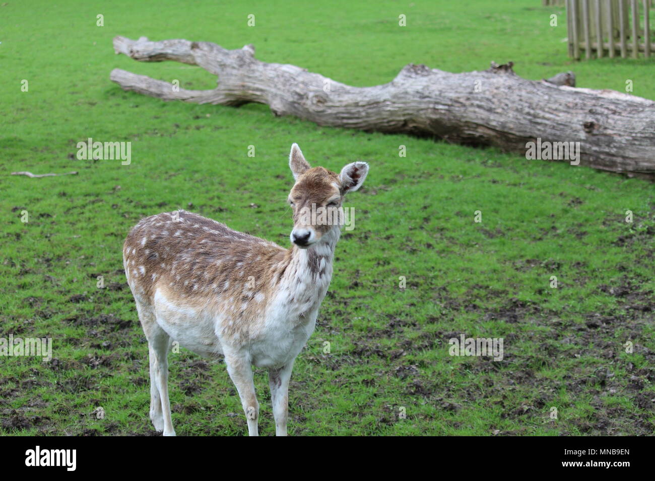 Deer In A Pasture Stock Photo - Alamy