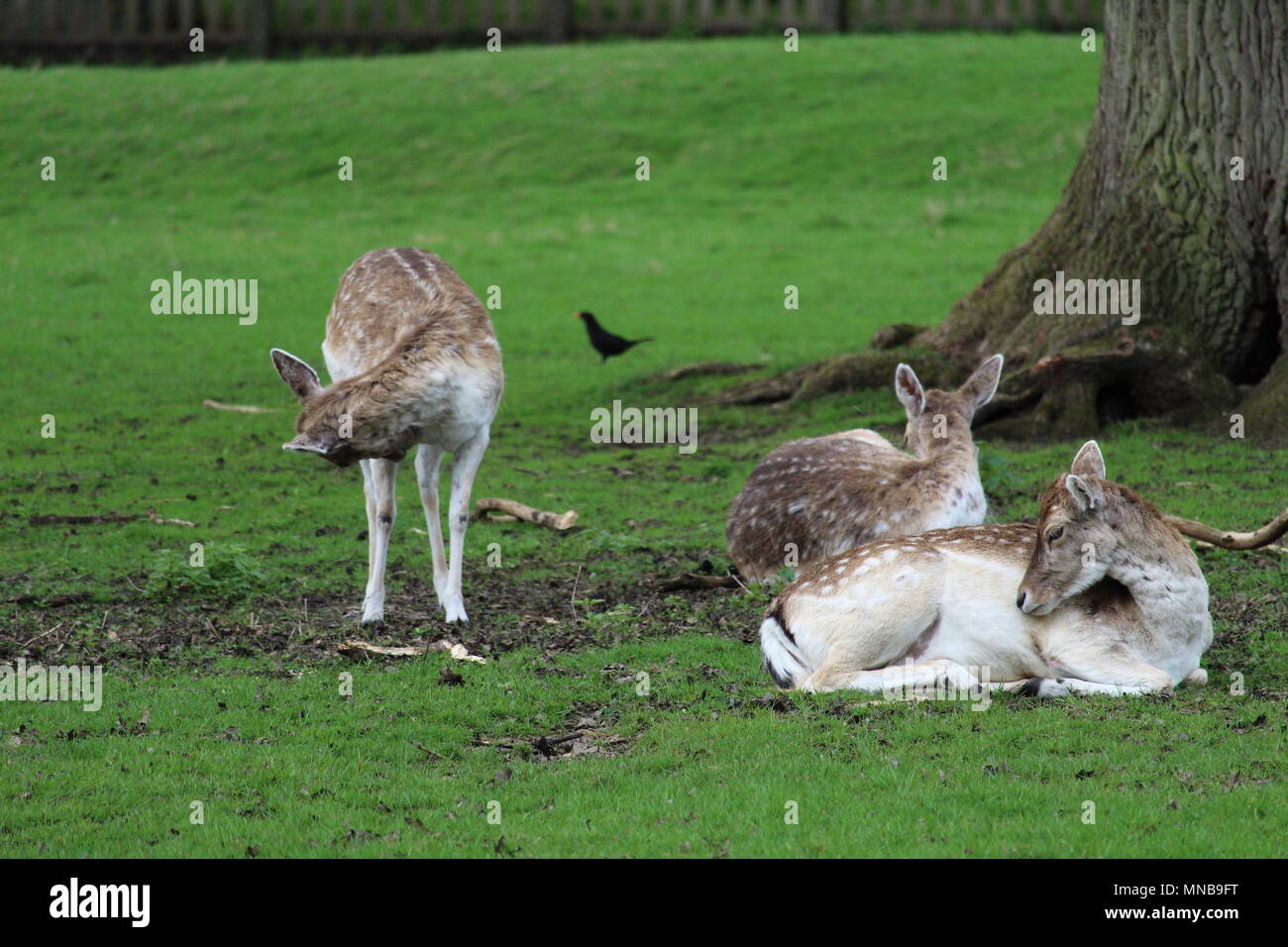 Deer In A Pasture Stock Photo - Alamy