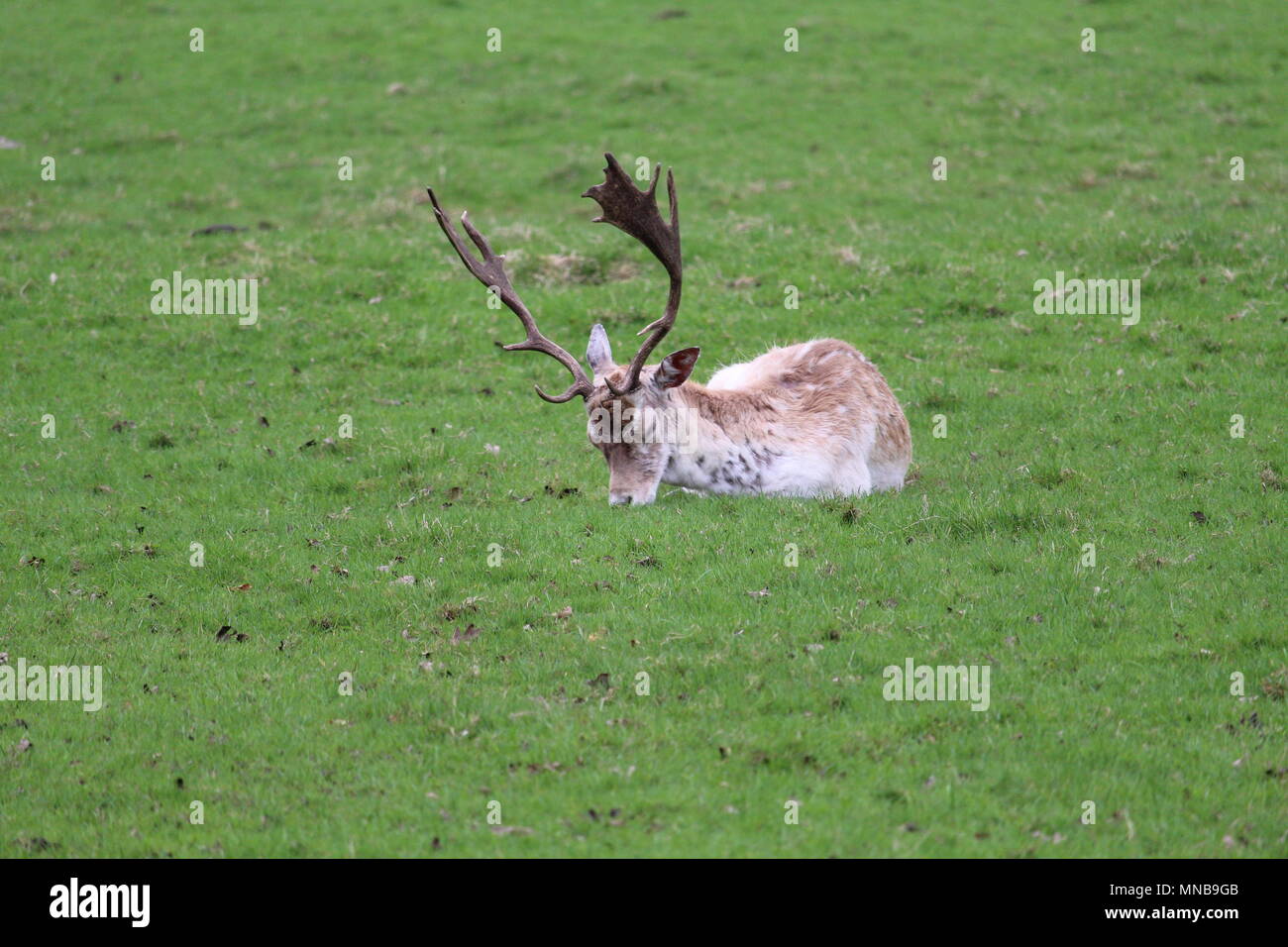 Deer In A Pasture Stock Photo - Alamy
