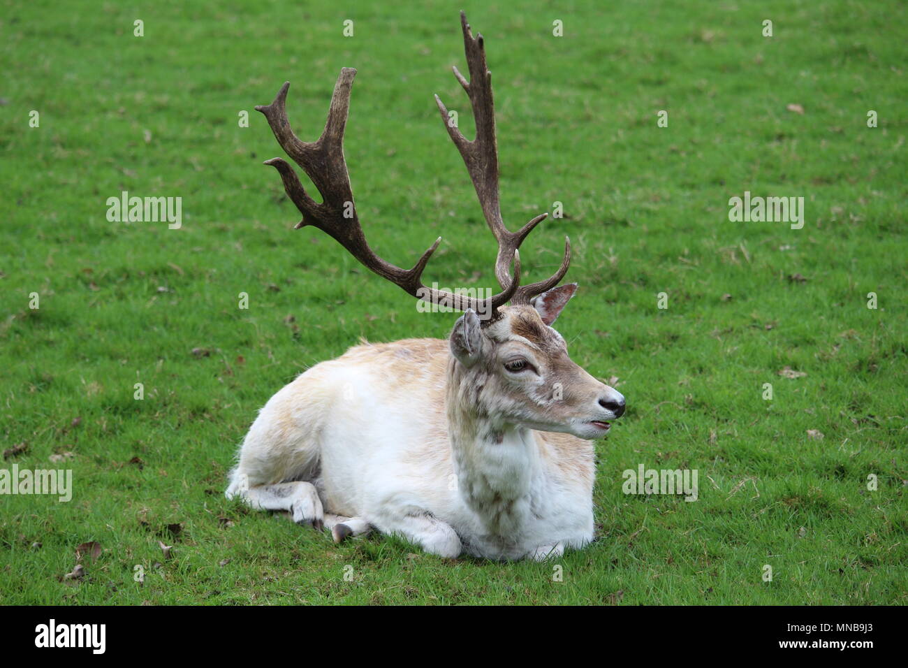 Deer In A Pasture Stock Photo - Alamy