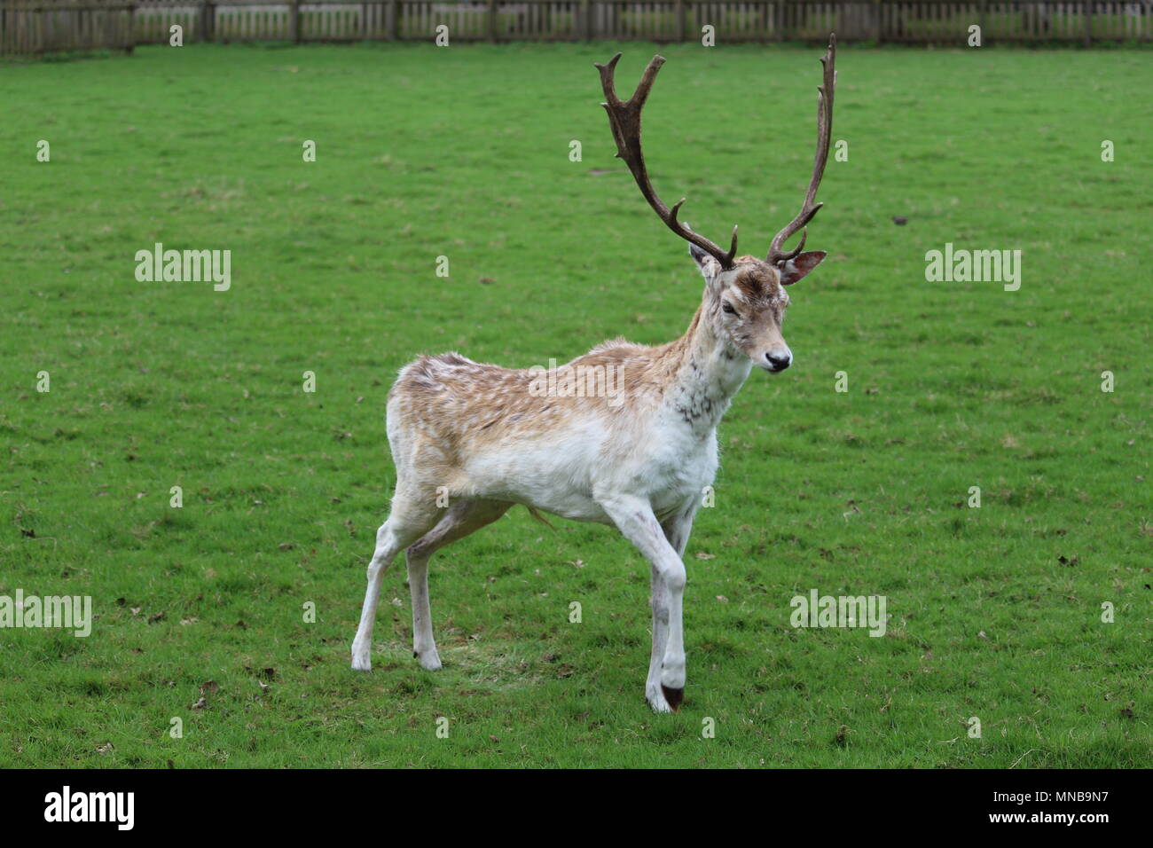 Deer In A Pasture Stock Photo - Alamy