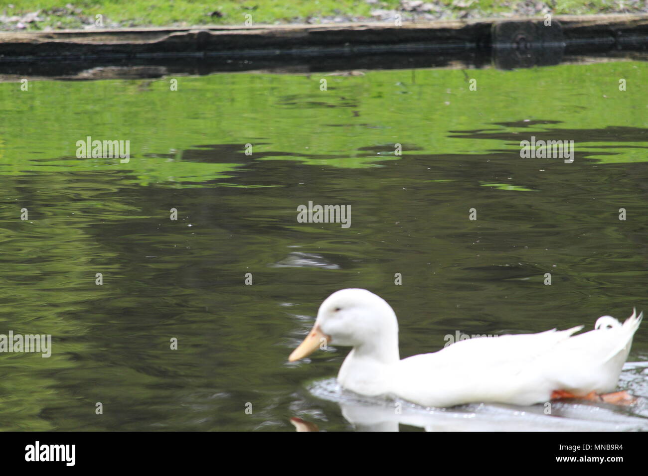 Duck In The Water Stock Photo - Alamy