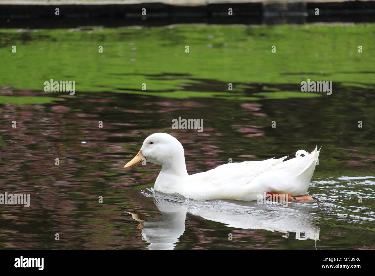 Duck In The Water Stock Photo - Alamy