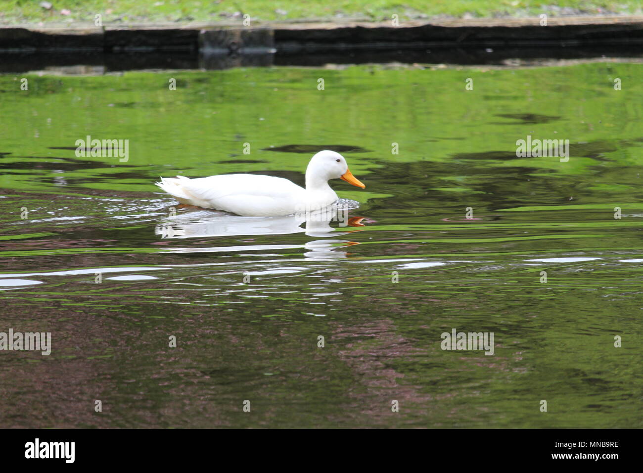 Duck In The Water Stock Photo - Alamy