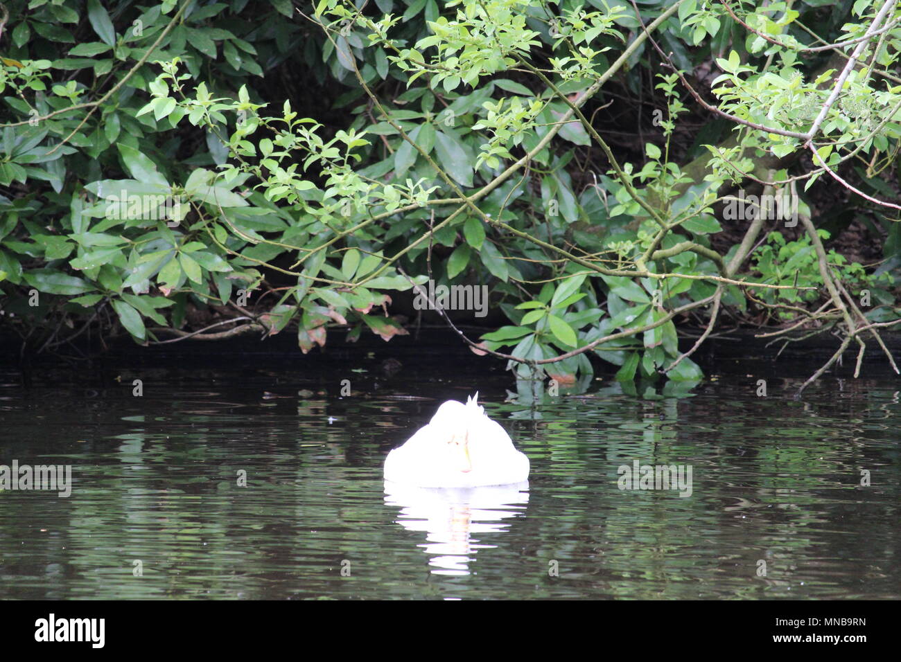 Duck In The Water Stock Photo - Alamy