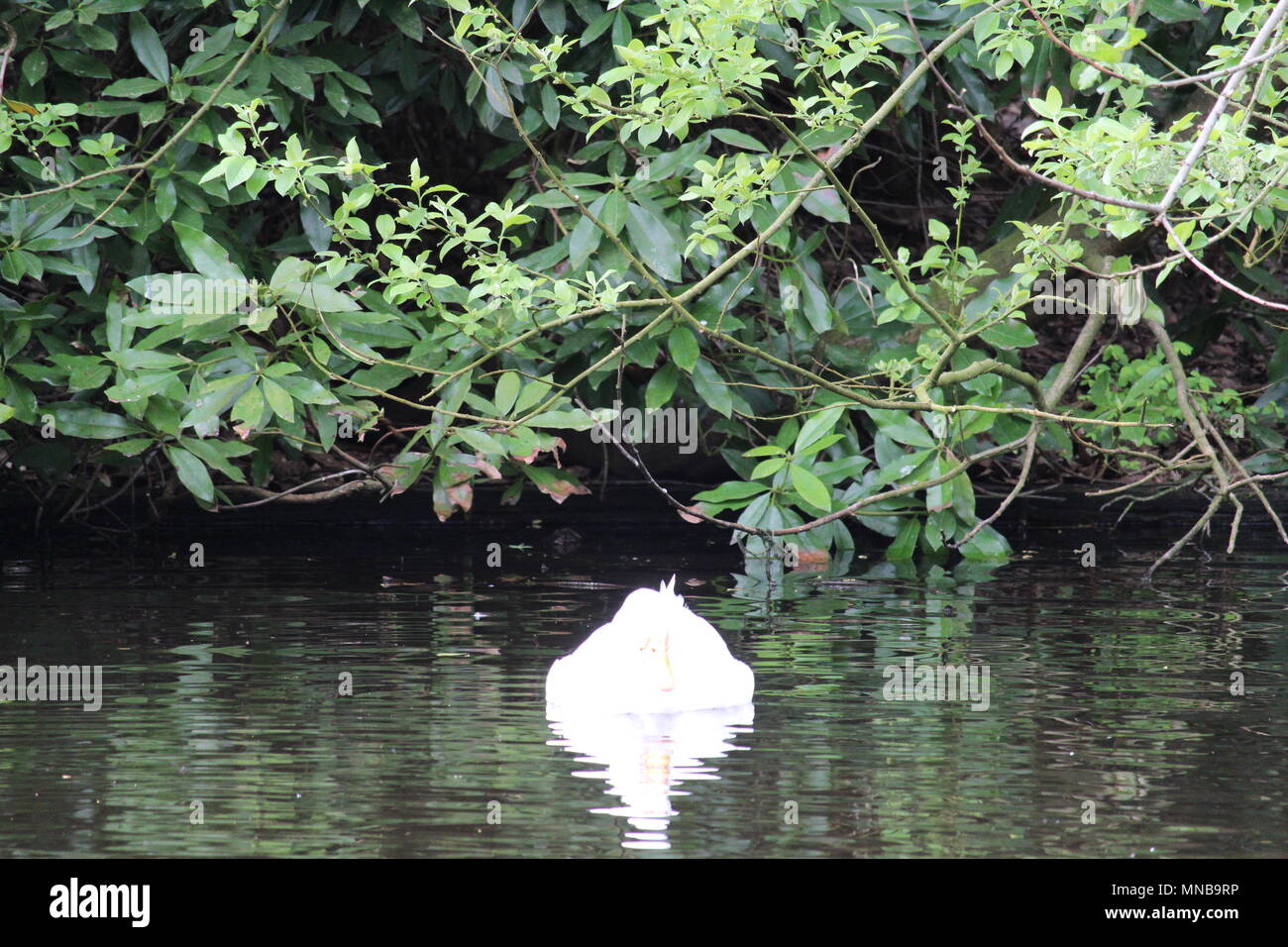 Duck In The Water Stock Photo - Alamy
