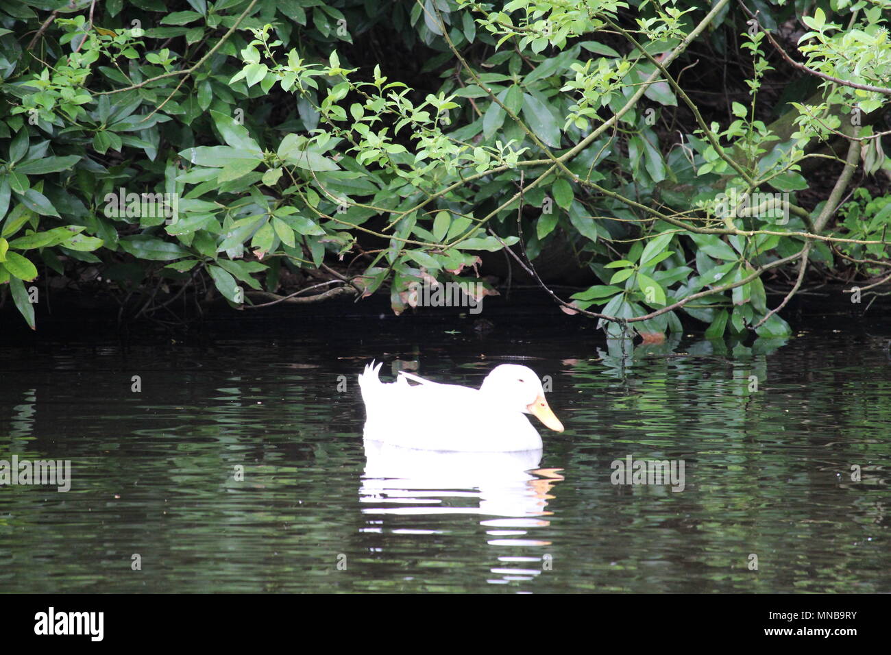 Duck In The Water Stock Photo - Alamy