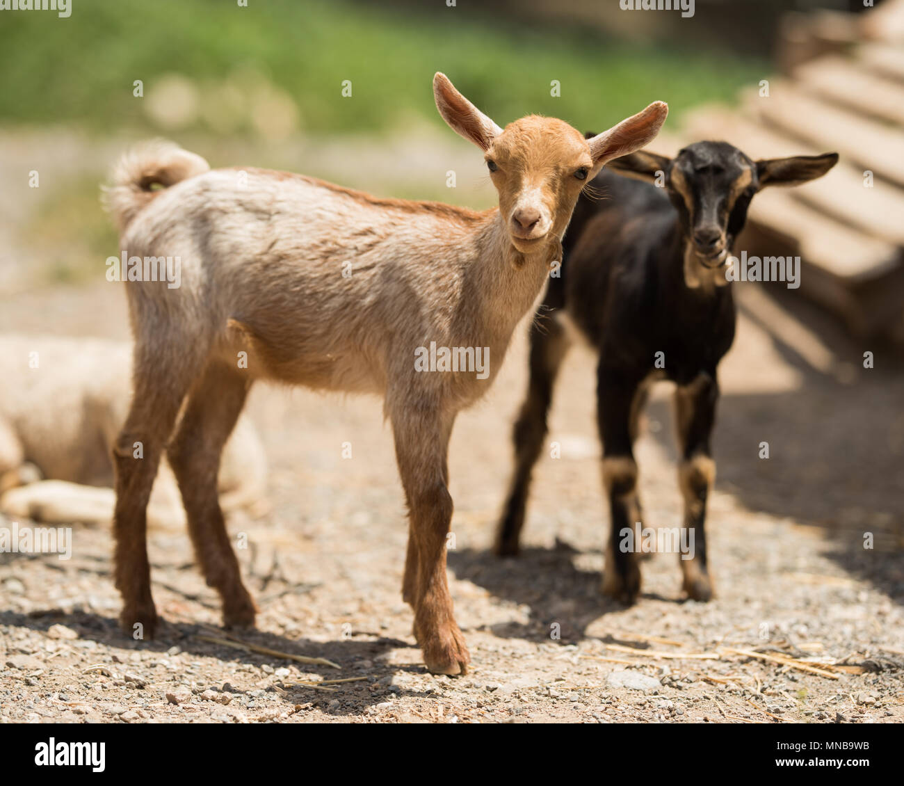 Mammal cute hi-res stock photography and images - Alamy