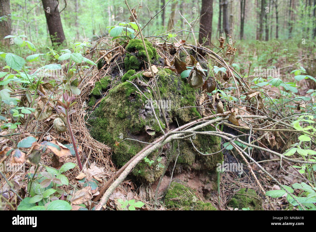 Moss Close Up Stock Photo - Alamy