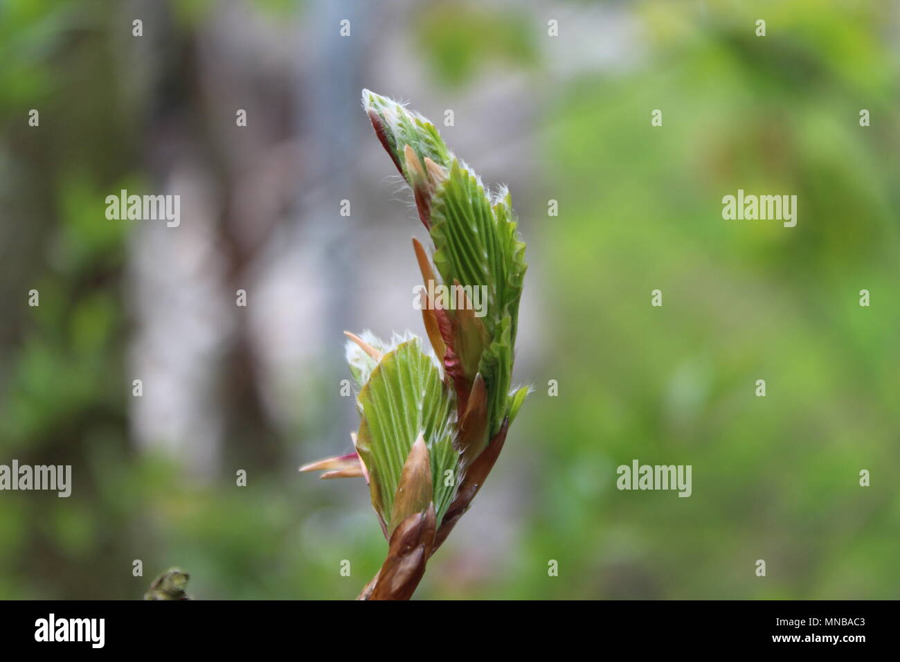 Small Green Plant Bud Stock Photo - Alamy